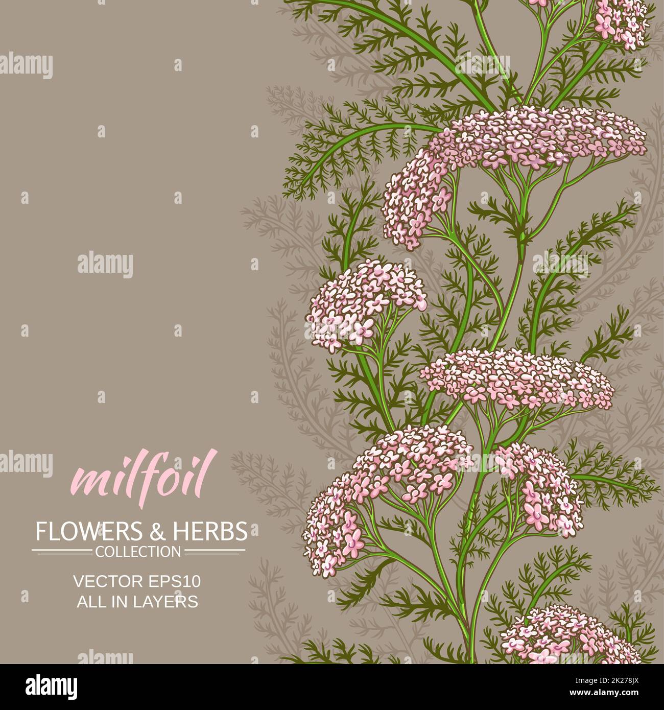 Drawing of yarrow hi-res stock photography and images - Alamy