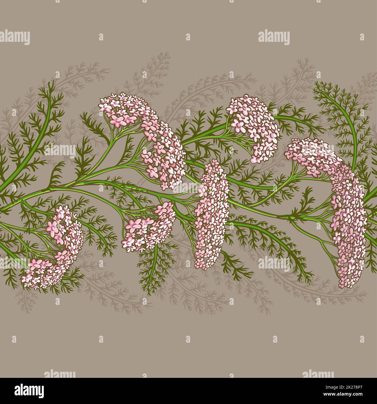 yarrow vector pattern Stock Photo - Alamy