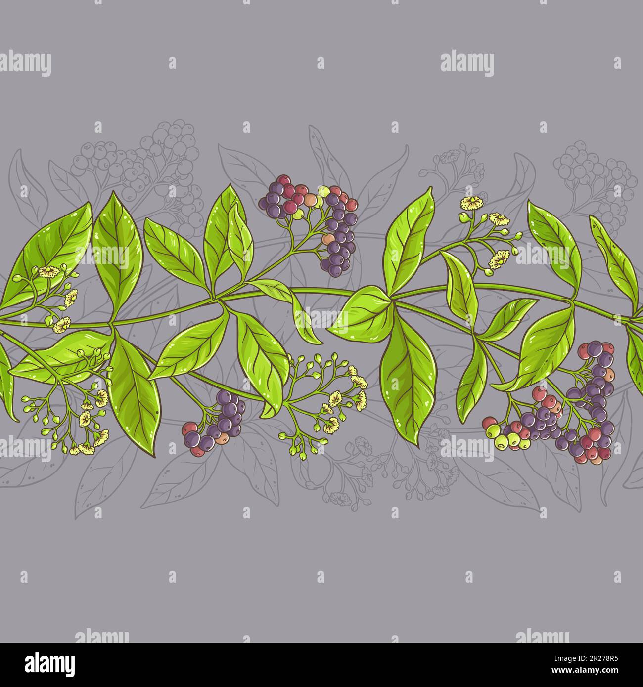 allspice vector pattern Stock Photo - Alamy