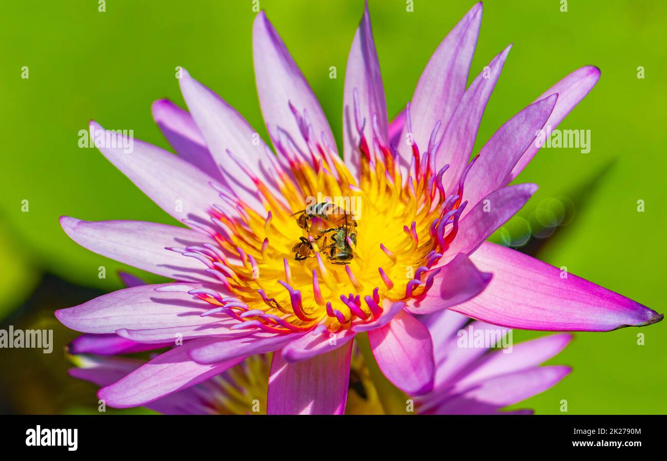 Bees get nectar from beautiful purple yellow water lily Thailand Stock ...