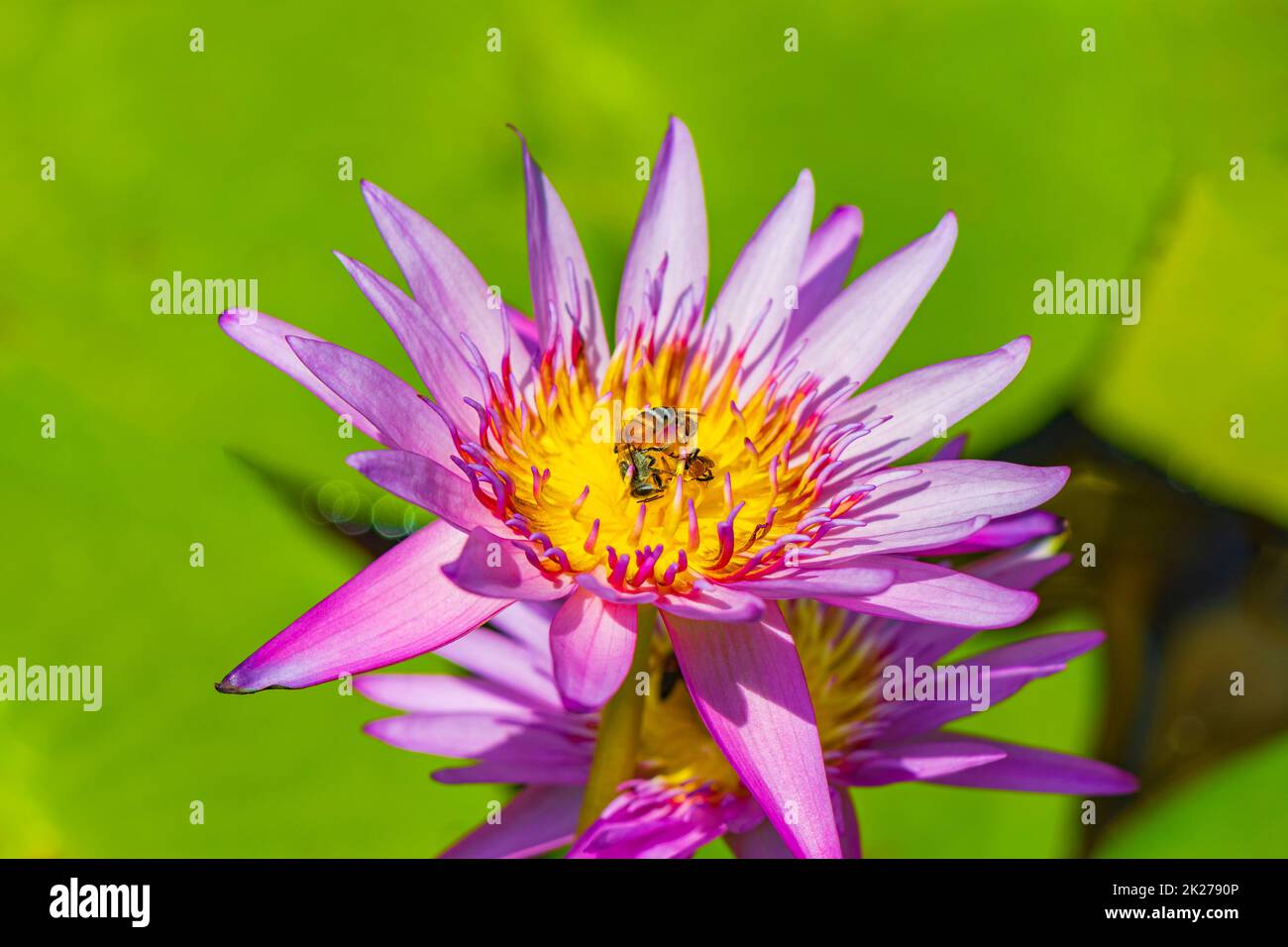 Bees get nectar from beautiful purple yellow water lily Thailand Stock ...