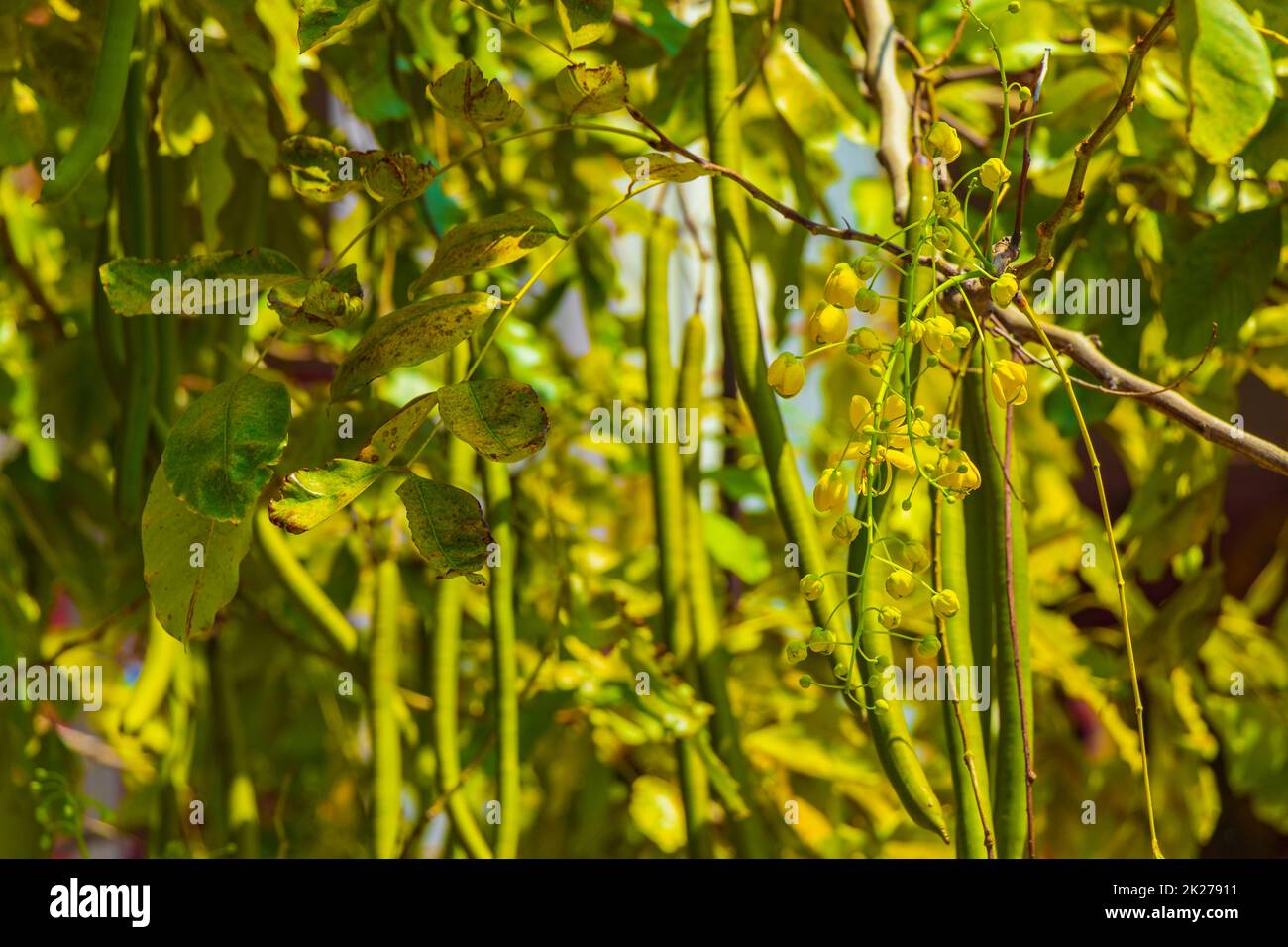 Seed pods detail hi-res stock photography and images - Alamy