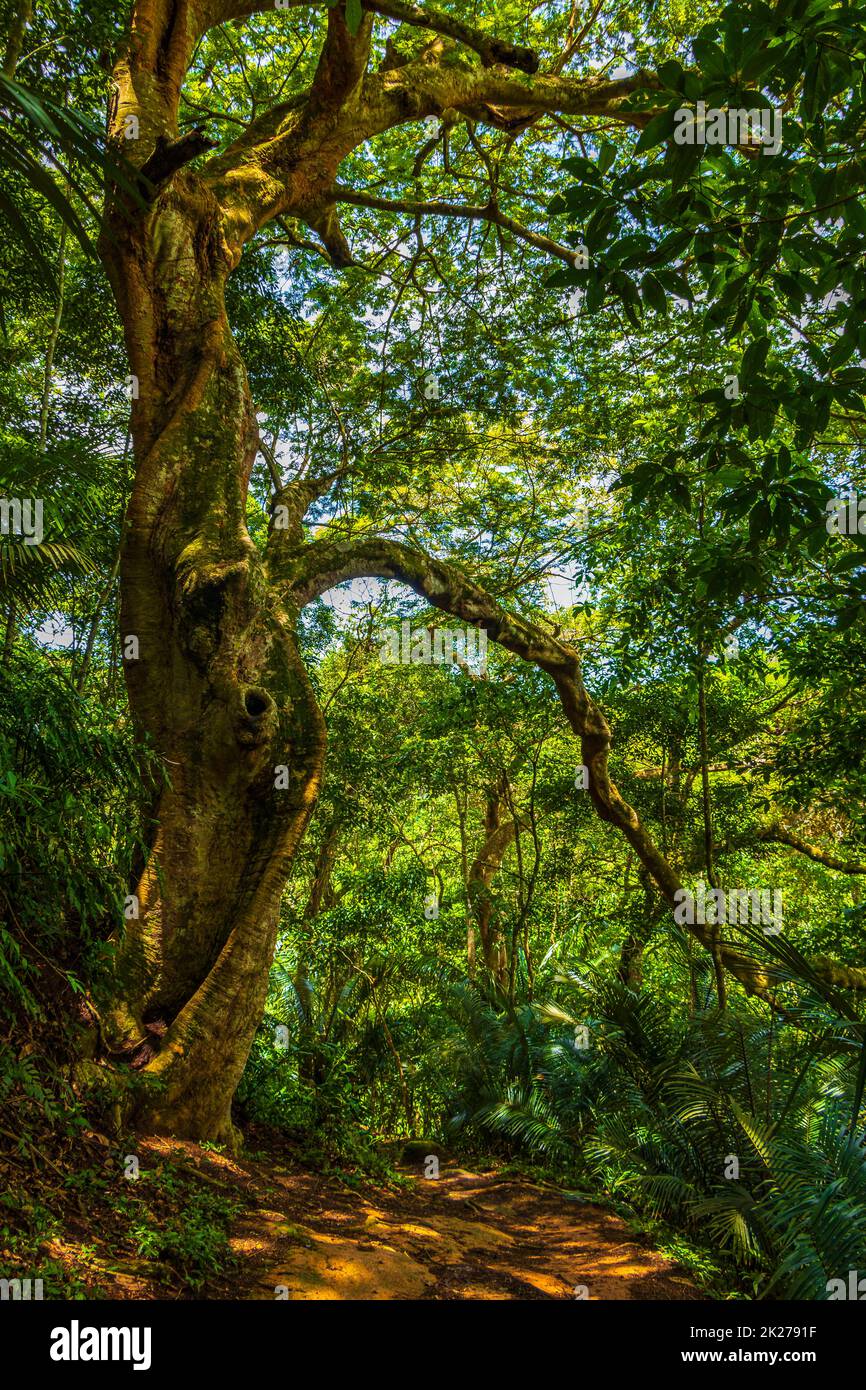 Big tree in natural tropical jungle forest Ilha Grande Brazil Stock ...