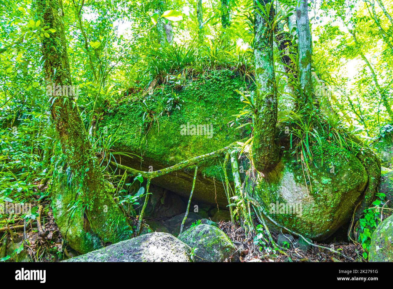 Rocks boulders trees natural tropical jungle forest Ilha Grande Brazil ...