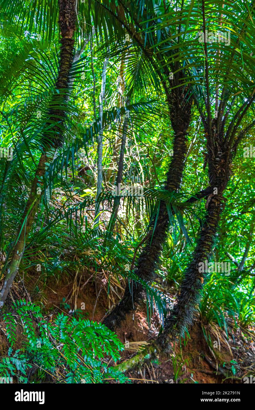 Palm trees in natural tropical jungle forest Ilha Grande Brazil Stock ...