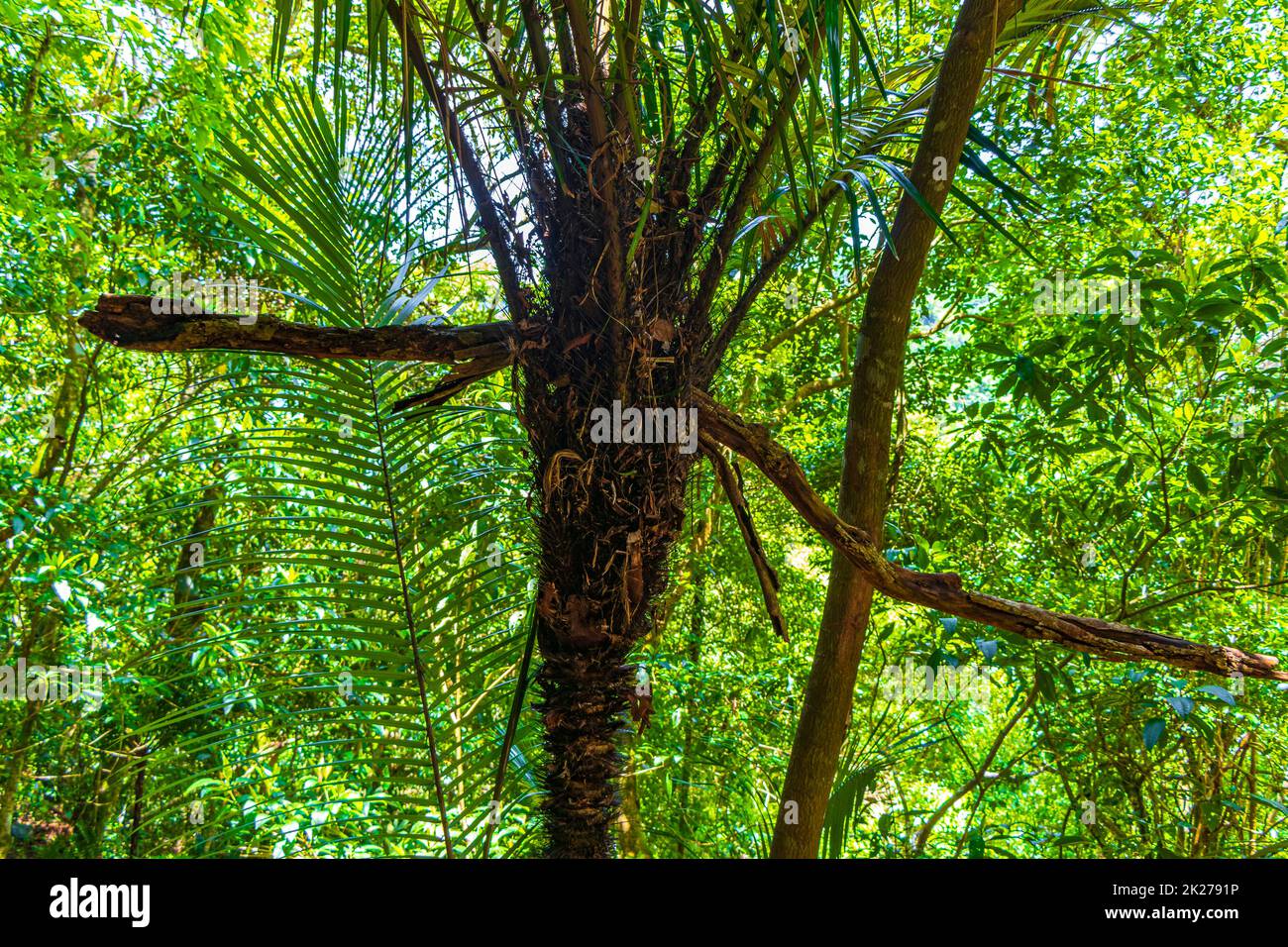 Jungle rainforest palm tree forest hi-res stock photography and images ...