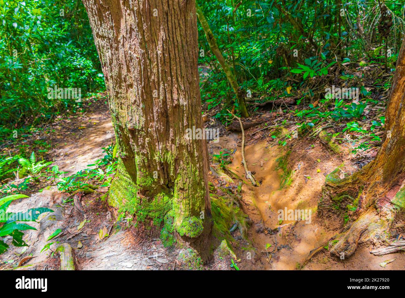 Hiking trail in natural tropical jungle forest Ilha Grande Brazil Stock ...