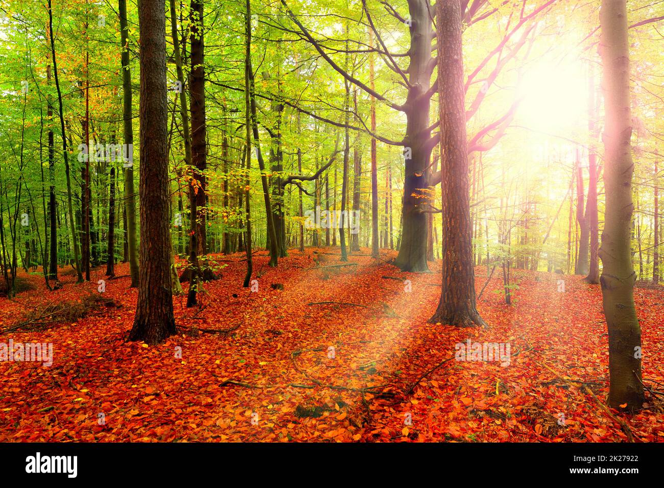 Autumn with sunlight and sunbeams - Beautiful Trees in the beech forest ...