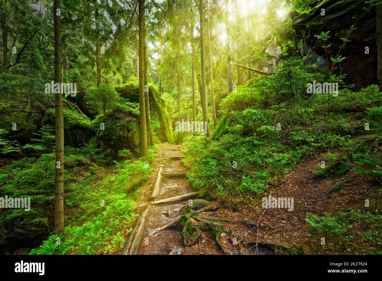 path into sunlight at forest trail with stairs saxon switzerland Stock ...
