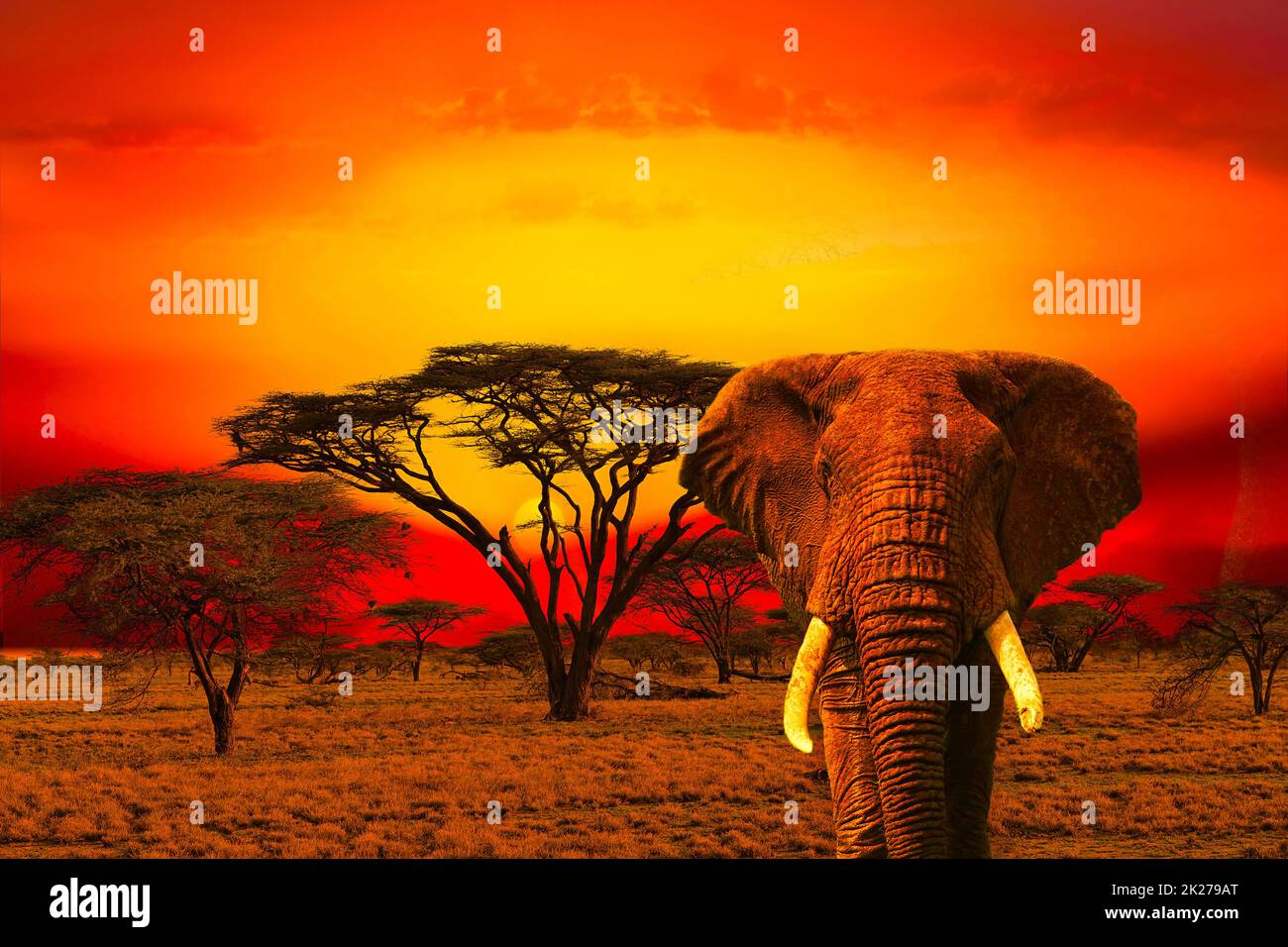 Elephants and sunset in the Tsavo East and Tsavo West National Park in ...