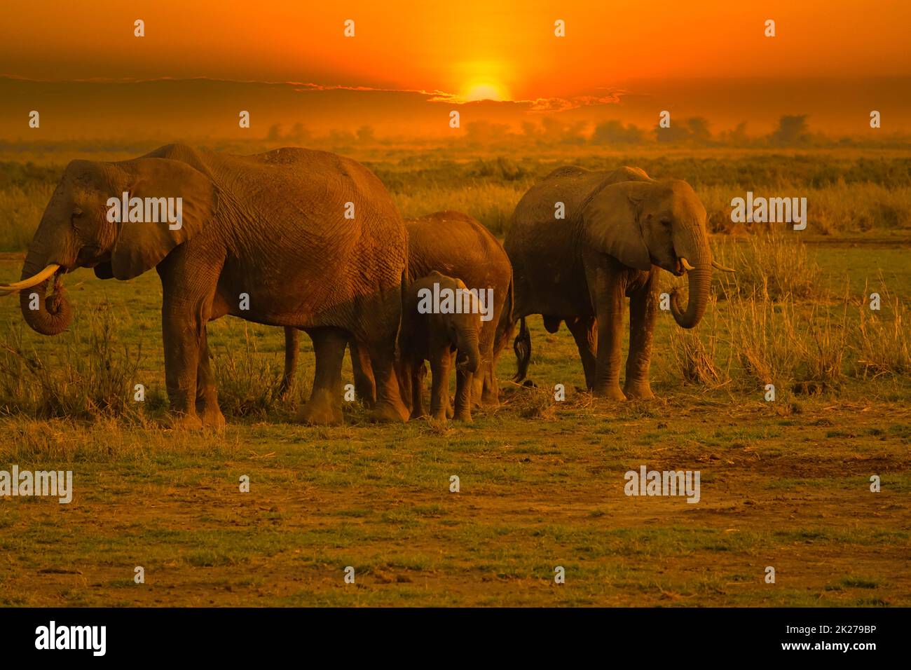Elephants and sunset in the Tsavo East and Tsavo West National Park in ...
