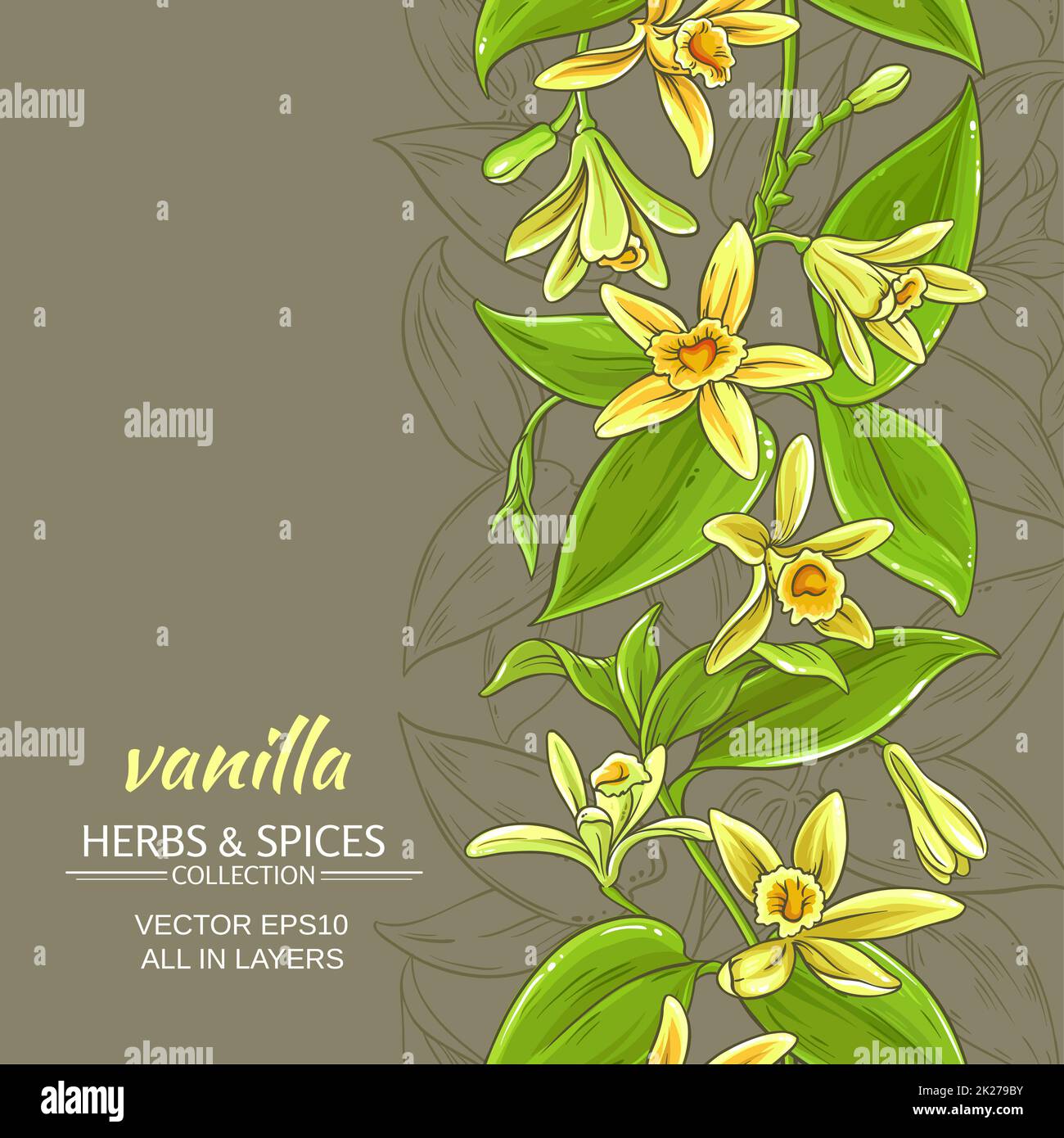 Vanilla vector hi-res stock photography and images - Alamy