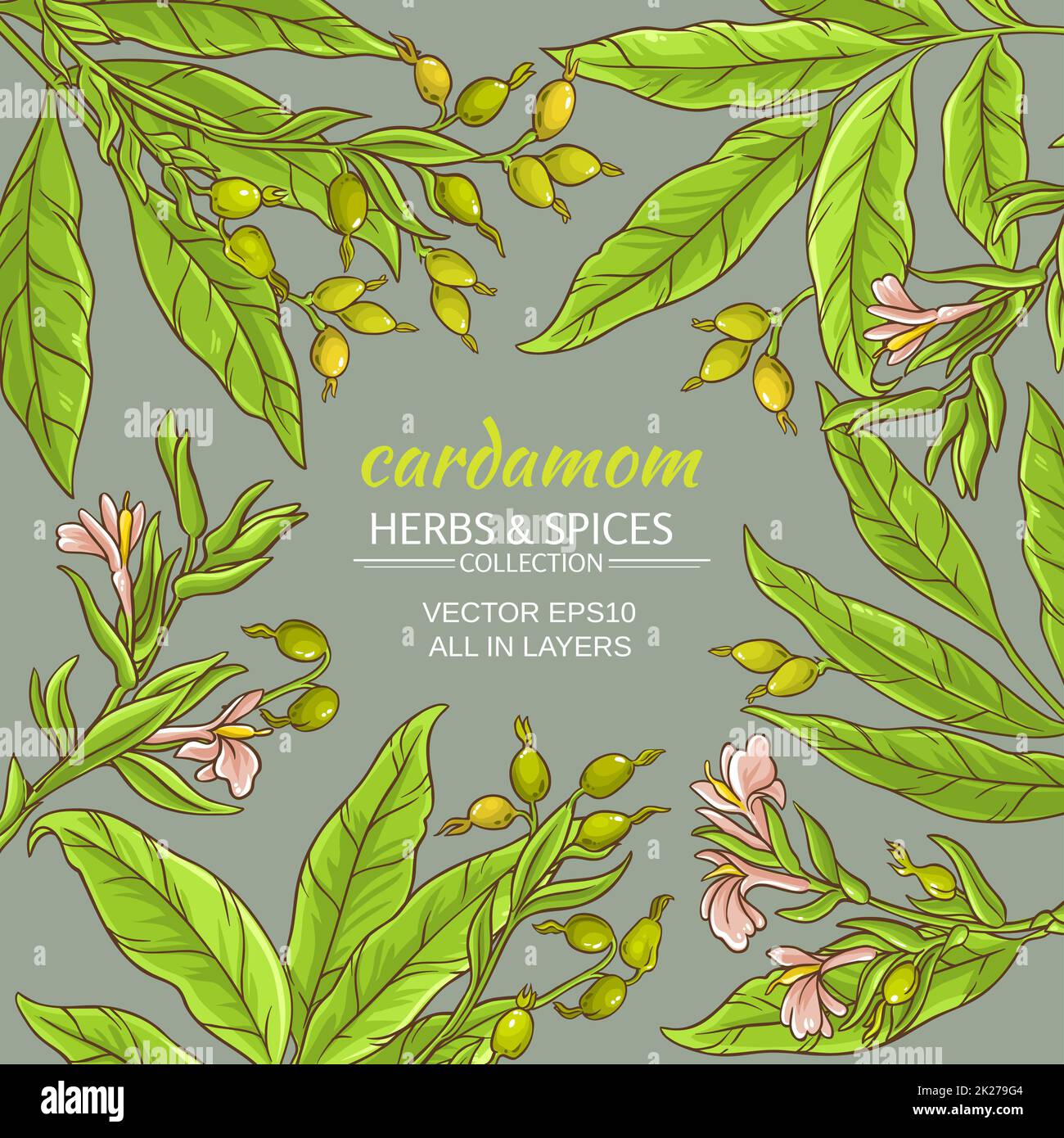 cardamom vector frame Stock Photo - Alamy