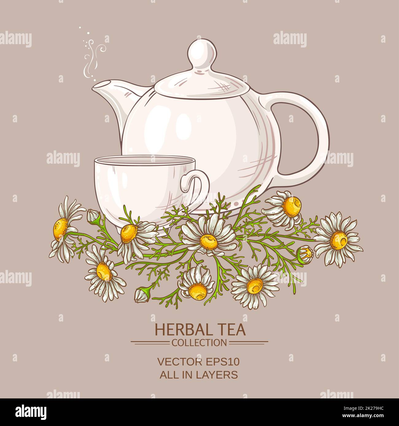 Matricaria chamomilla illustration hi-res stock photography and images ...