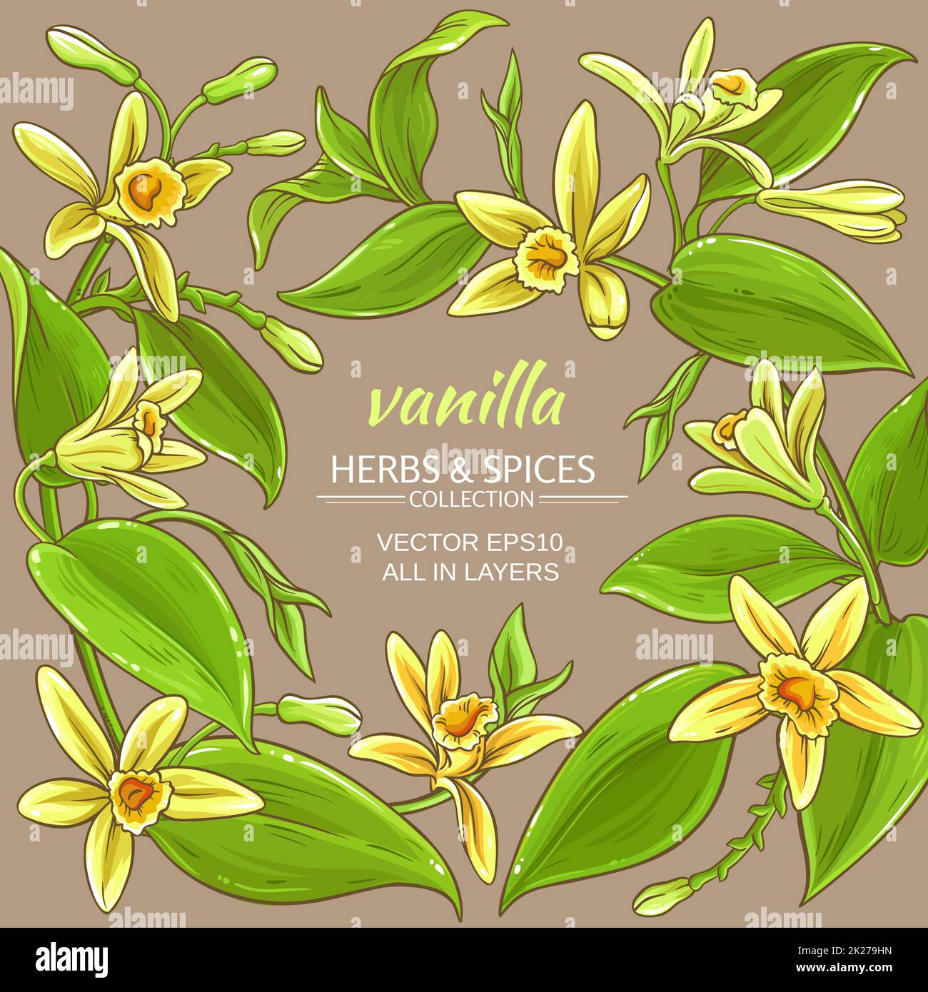 vanilla vector frame Stock Photo - Alamy