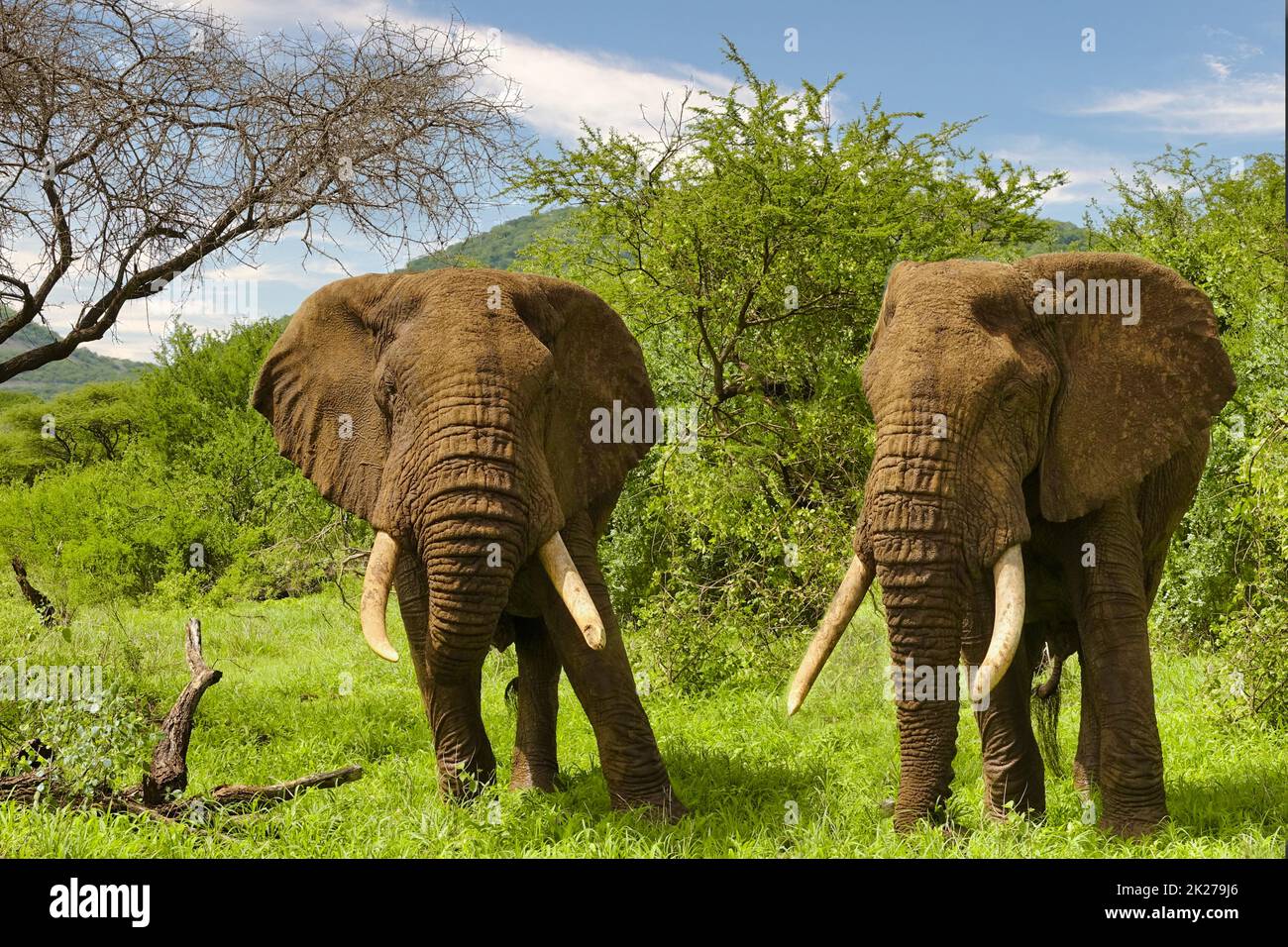 Elephants in the Tsavo East and Tsavo West National Park in Kenya Stock ...