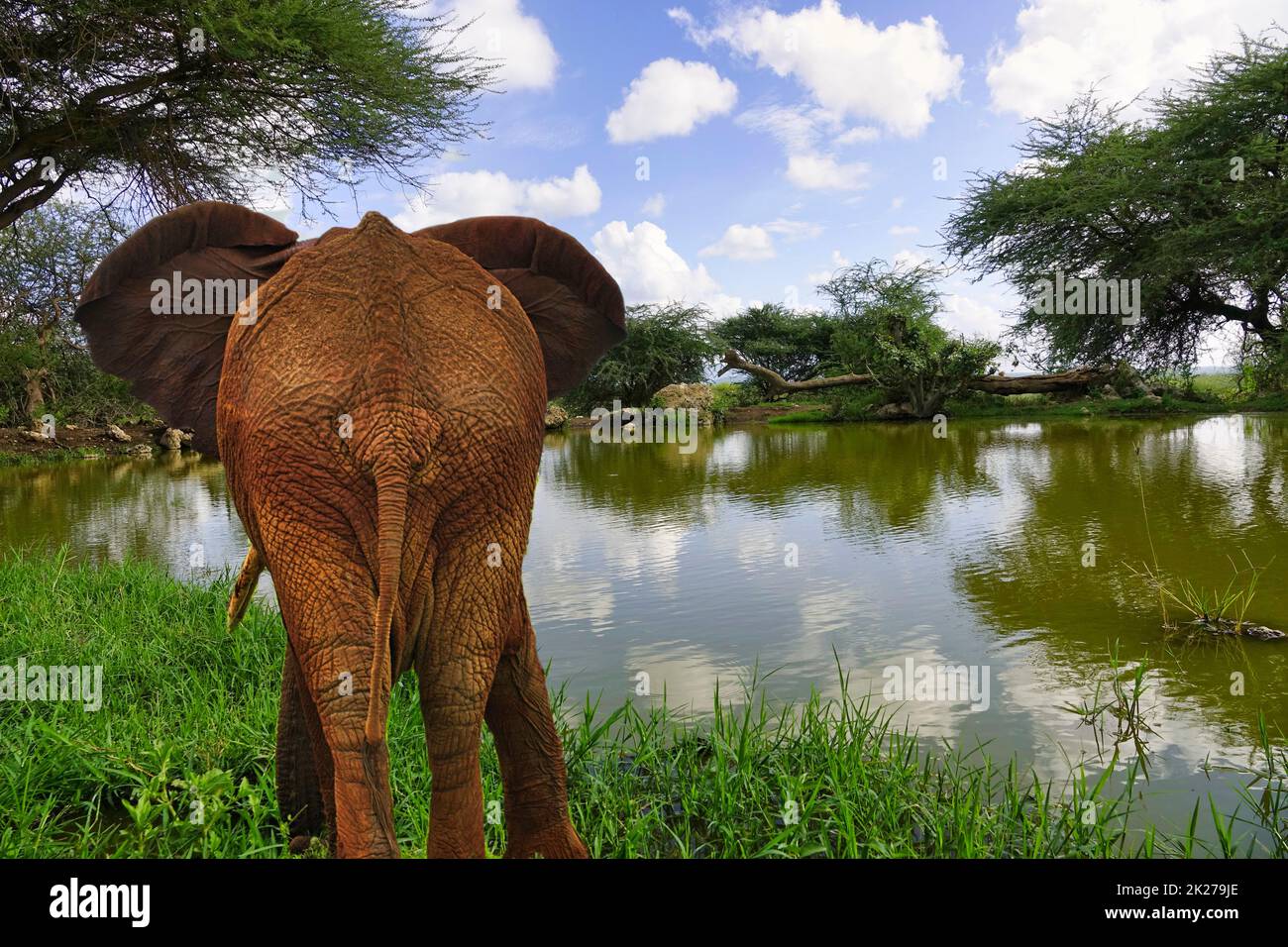 Elephants in the Tsavo East and Tsavo West National Park in Kenya Stock ...