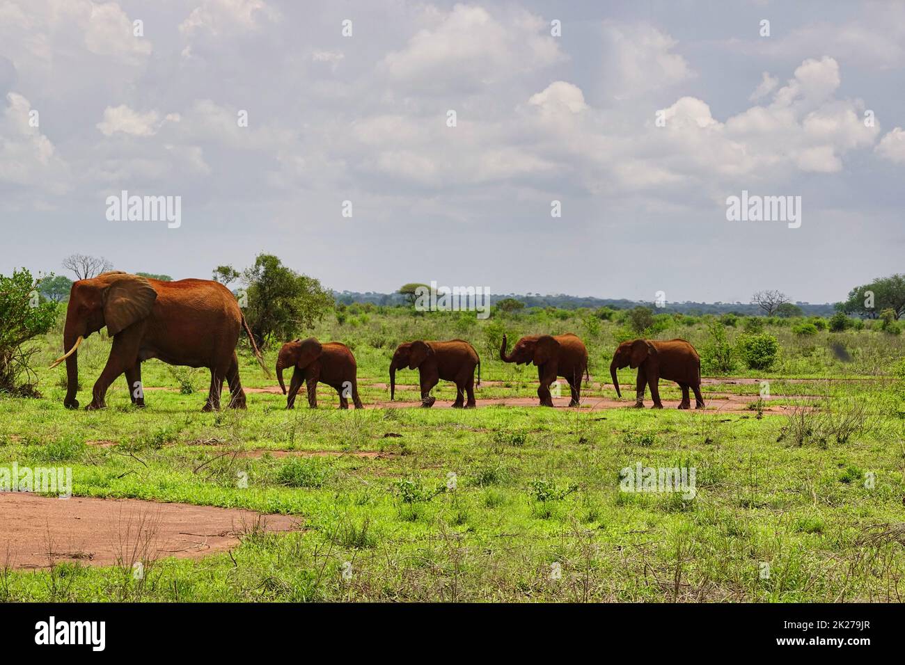 Elephants in the Tsavo East and Tsavo West National Park in Kenya Stock ...