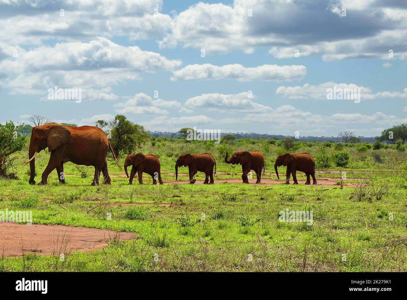 Elephants in the Tsavo East and Tsavo West National Park in Kenya Stock ...