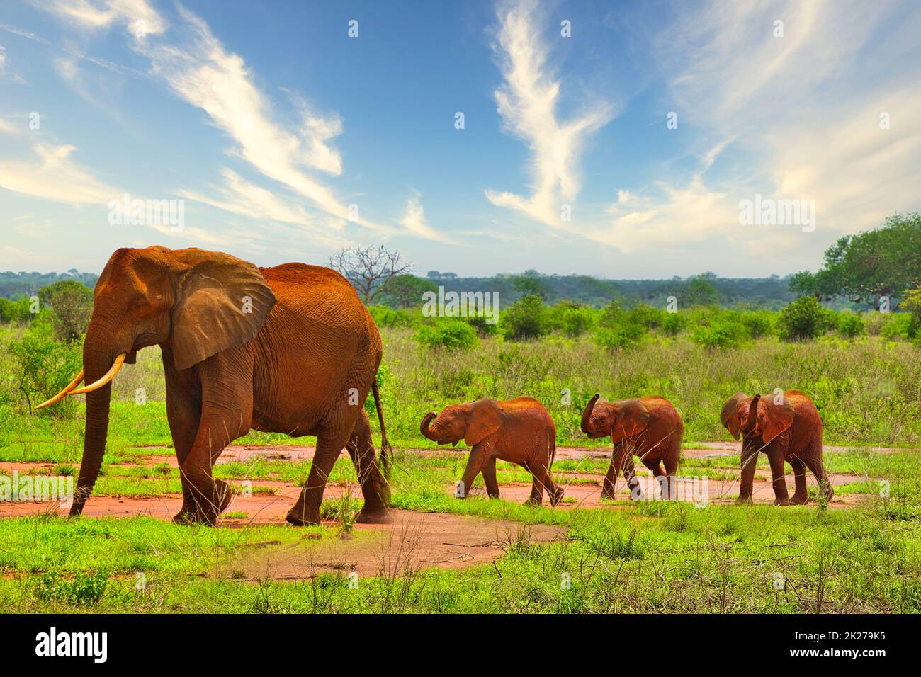 Elephants in the Tsavo East and Tsavo West National Park in Kenya Stock ...