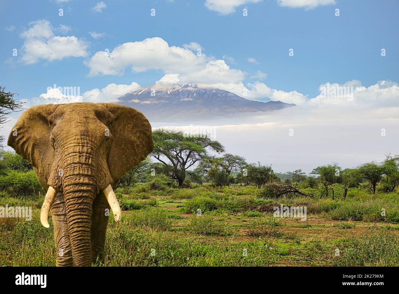 Elephants and Mount Kilimanjaro in Amboseli National Park Stock Photo ...