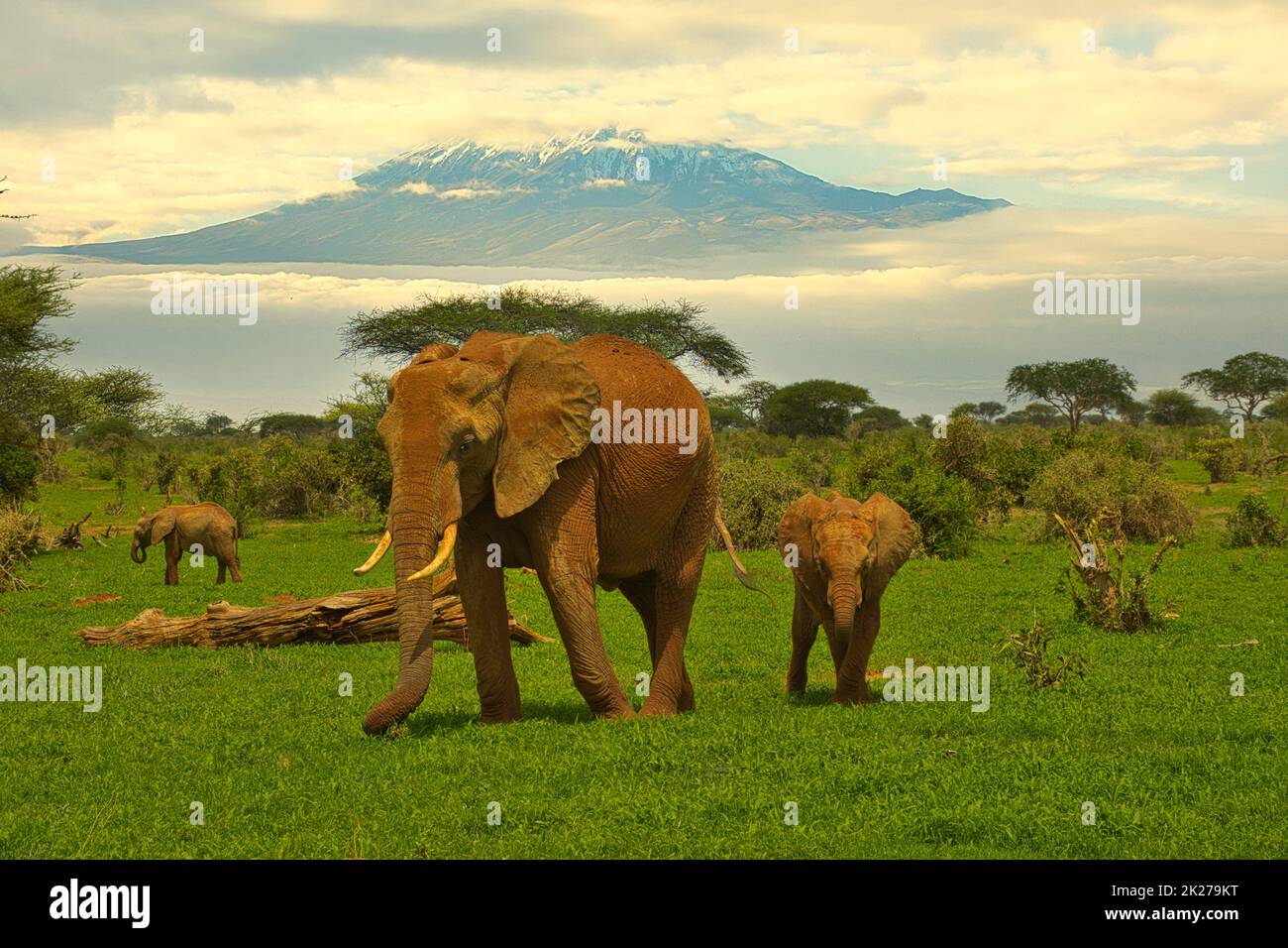 Elephants and Mount Kilimanjaro in Amboseli National Park Stock Photo ...