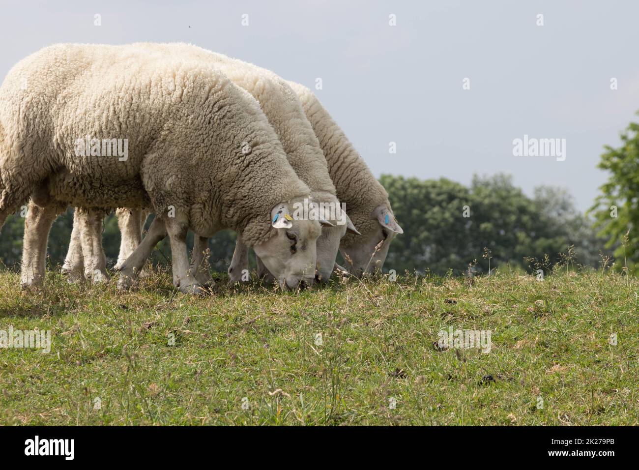 Sheep production hi-res stock photography and images - Alamy