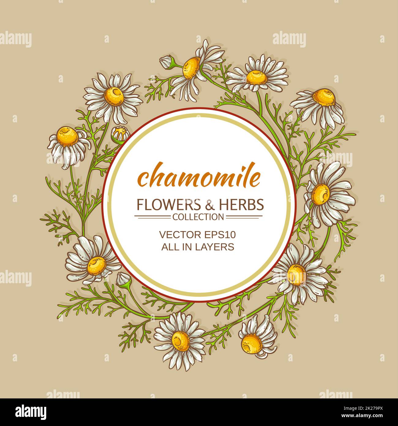 chamomile vector frame Stock Photo - Alamy