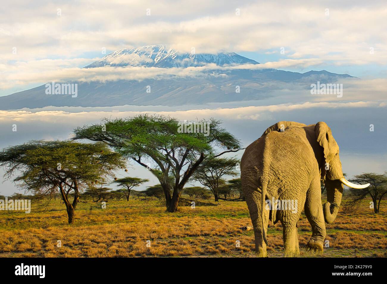 Elephants and Mount Kilimanjaro in Amboseli National Park Stock Photo ...