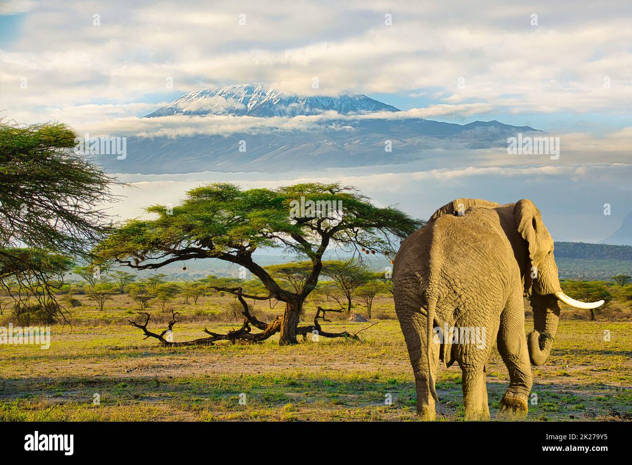 Elephants and Mount Kilimanjaro in Amboseli National Park Stock Photo ...