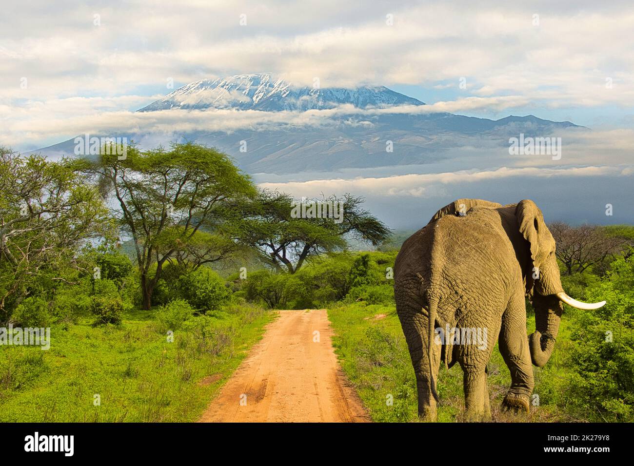 Elephants and Mount Kilimanjaro in Amboseli National Park Stock Photo ...