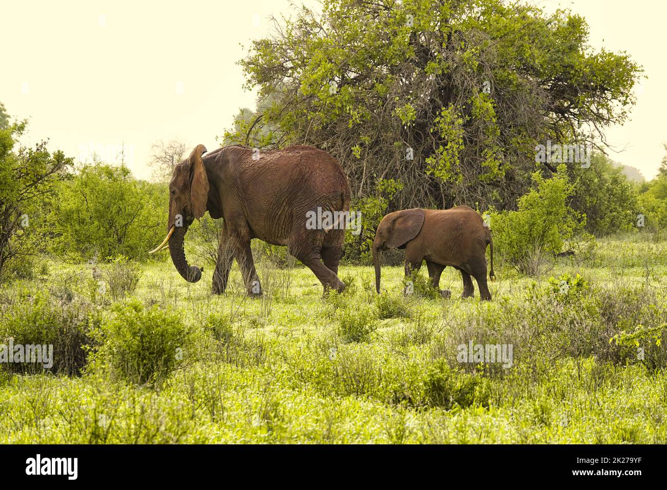 Elephants in the Tsavo East and Tsavo West National Park in Kenya Stock ...