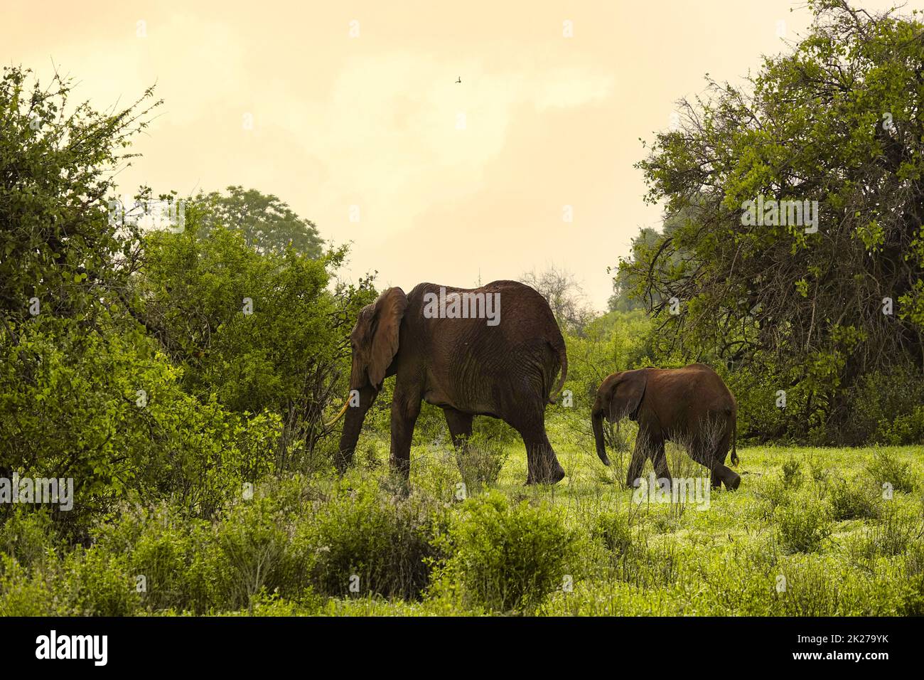 Elephants in the Tsavo East and Tsavo West National Park in Kenya Stock ...