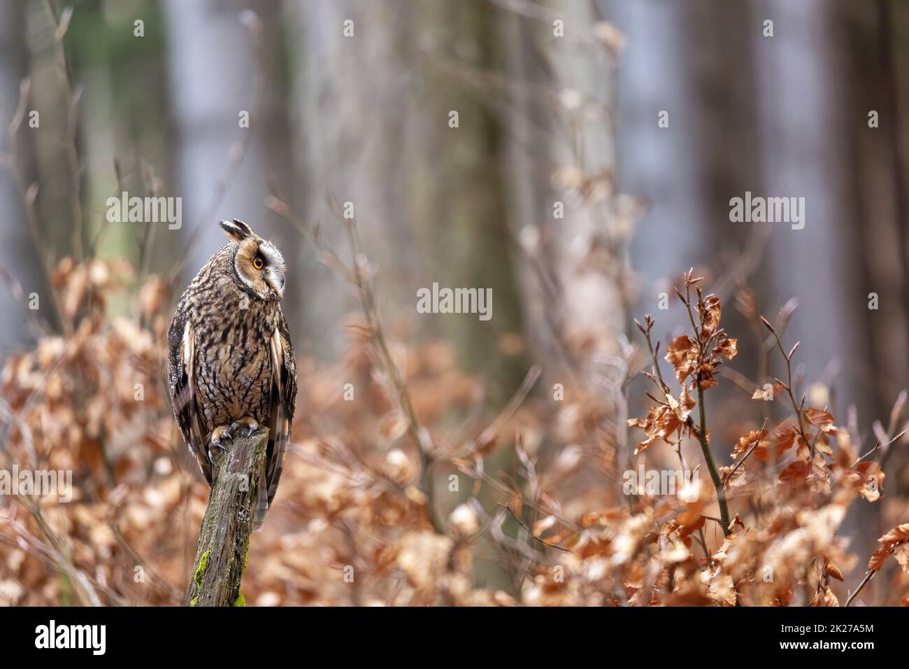 Long-eared Owl looking at thew side. Horizontally Stock Photo - Alamy