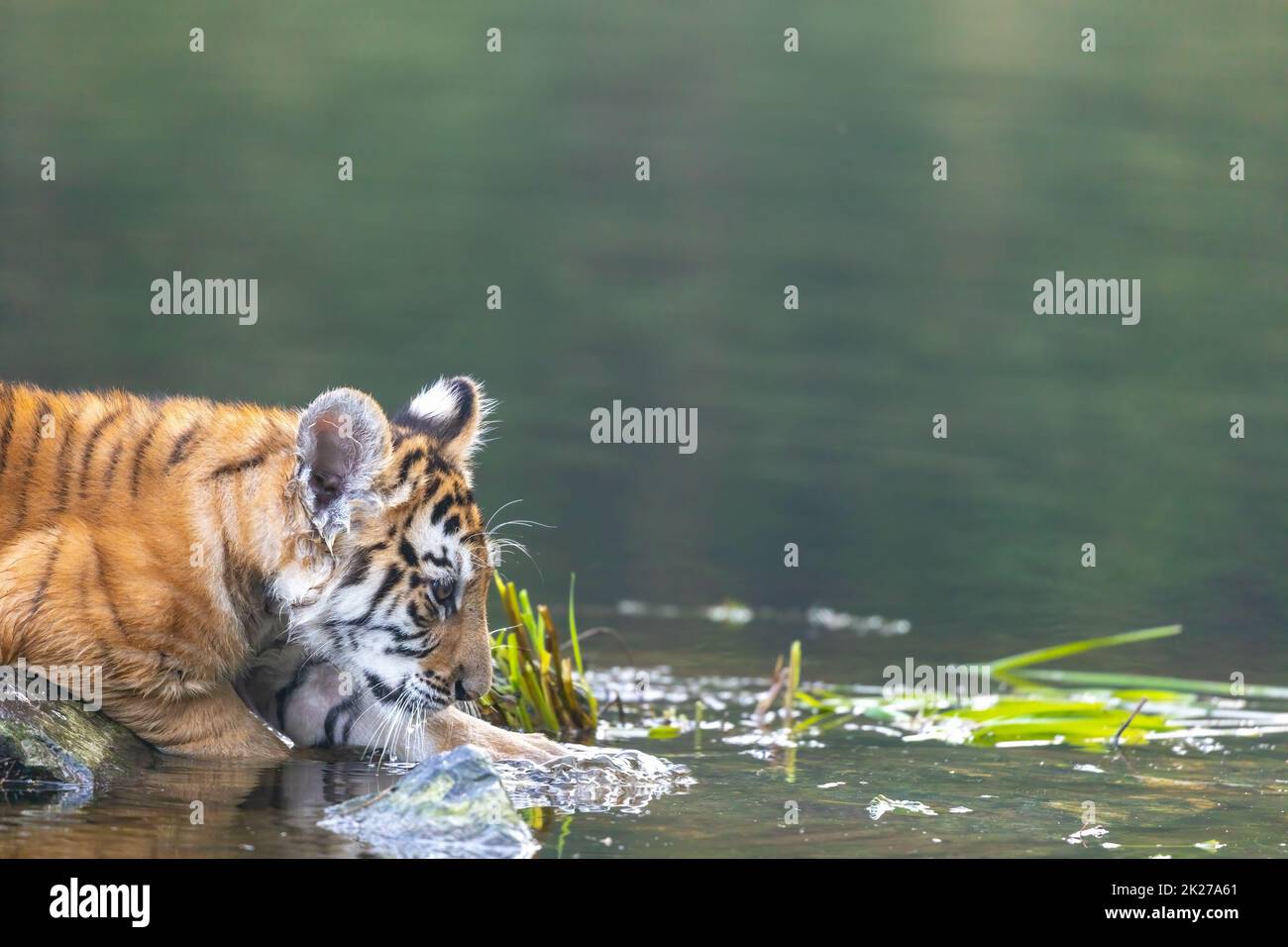 Bengal tiger cub is looking into the lake Stock Photo - Alamy