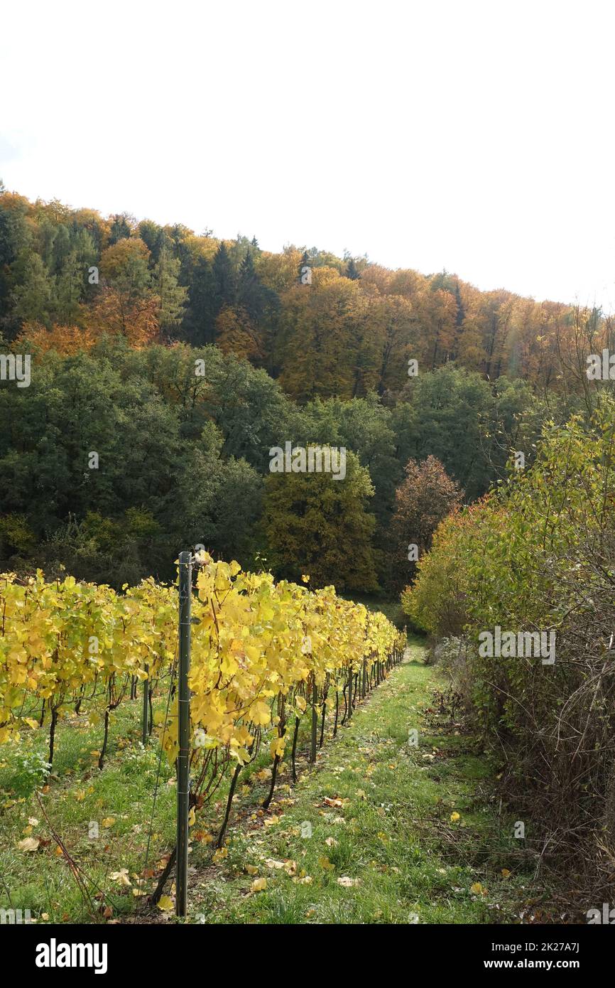 Weinberg bei Hoerstein Stock Photo - Alamy