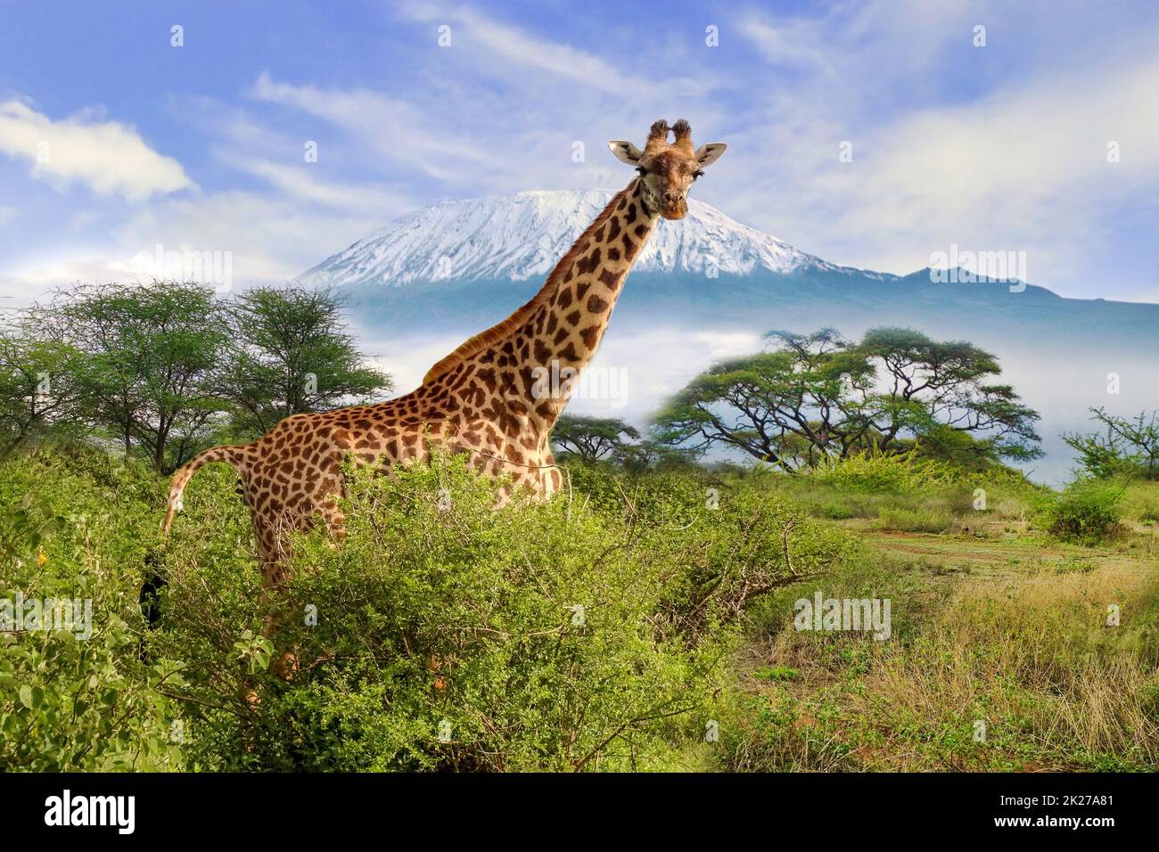 Giraffe in mud hi-res stock photography and images - Alamy