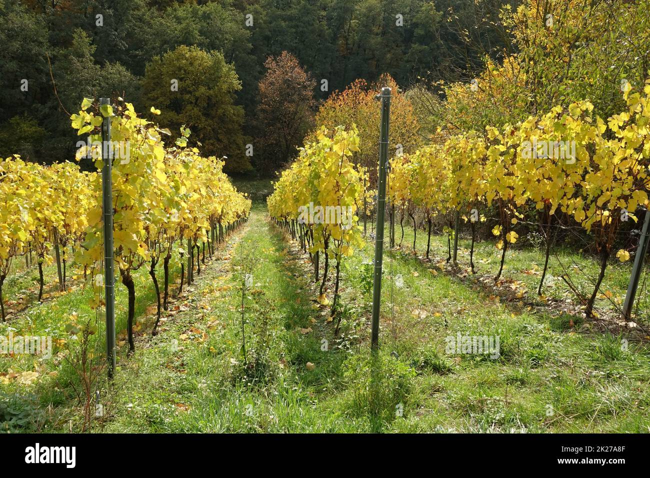 Weinberg bei Hoerstein Stock Photo - Alamy