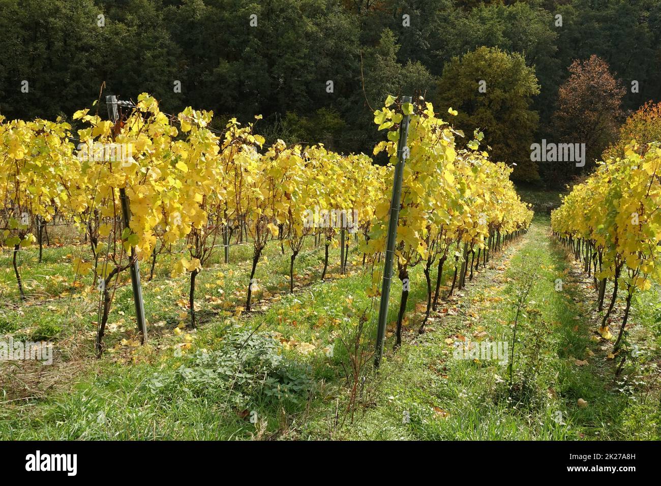 Weinberg bei Hoerstein Stock Photo - Alamy