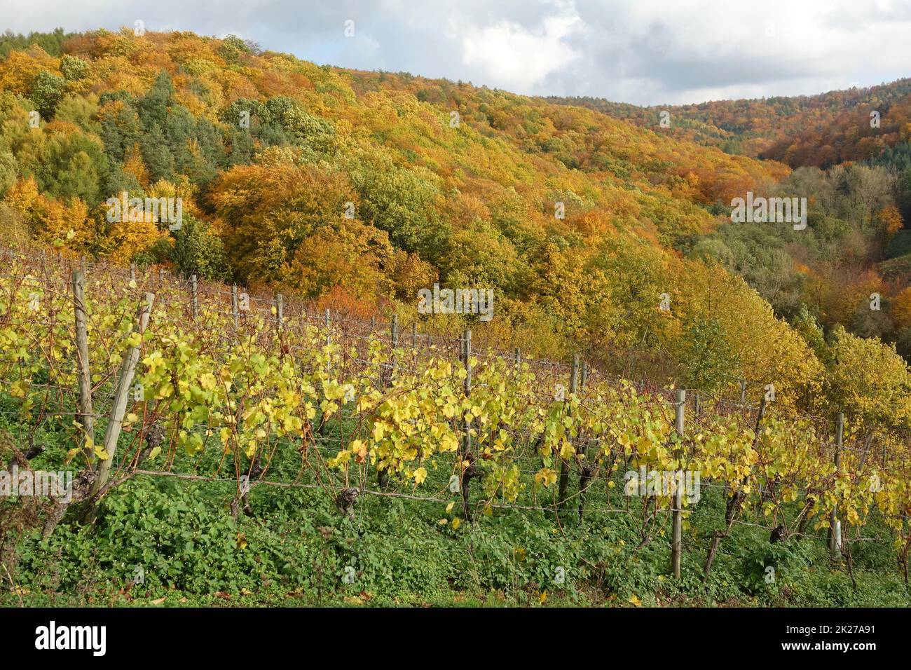 Weinberg bei Hoerstein Stock Photo - Alamy