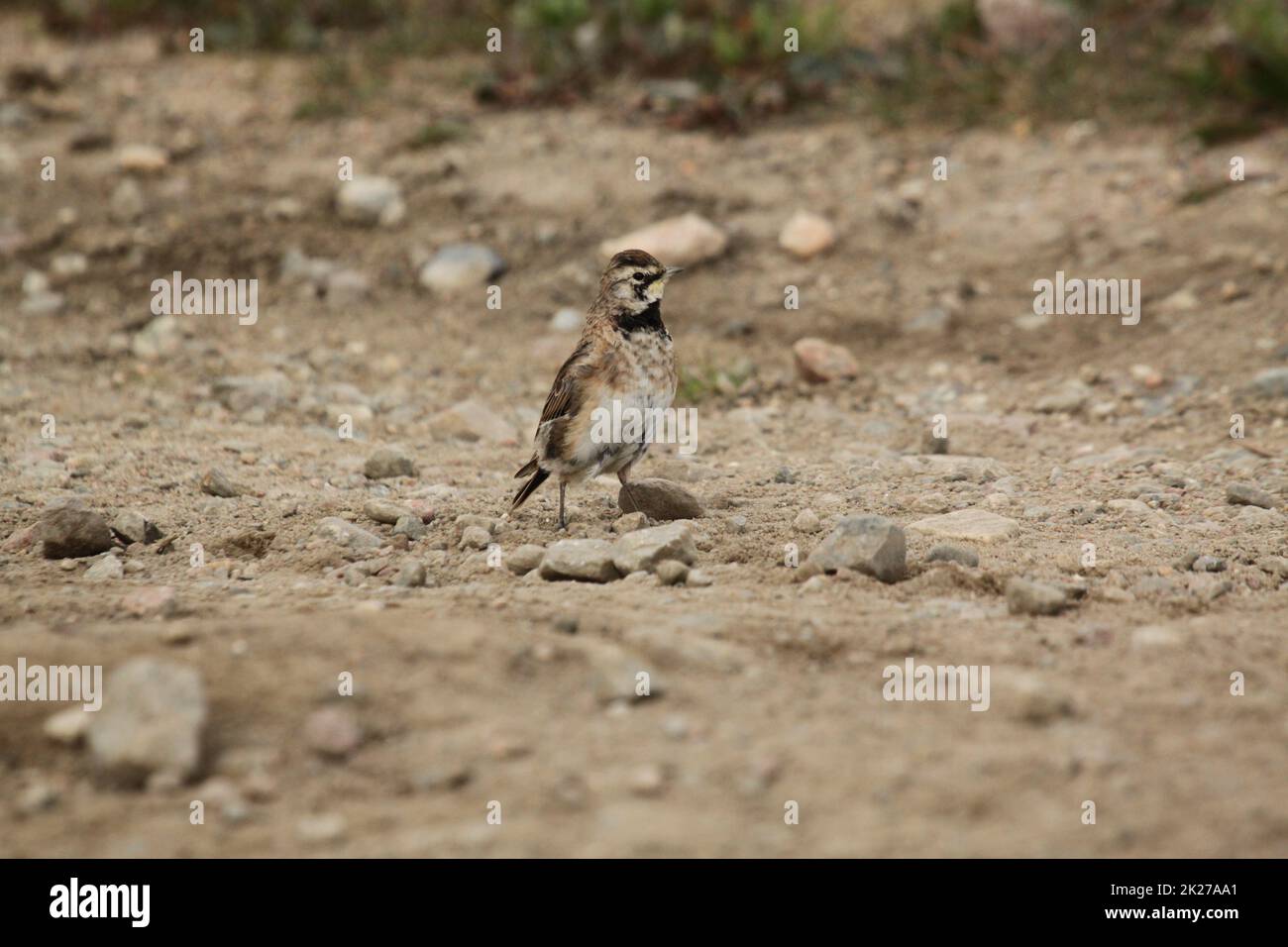 Horned lark showing off its colours while standing on gravel in Canada ...