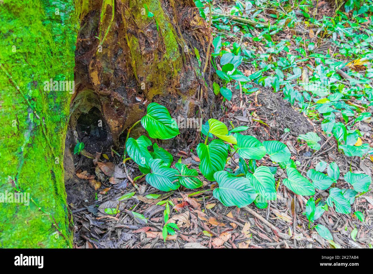 Plants trees flowers natural tropical jungle forest Ilha Grande Brazil ...