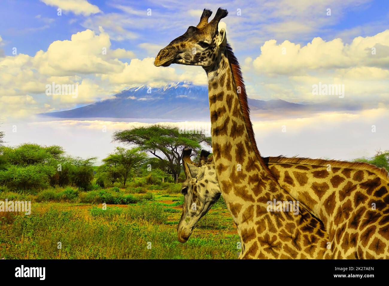 Giraffes and Mount Kilimanjaro in Amboseli National Park Stock Photo ...