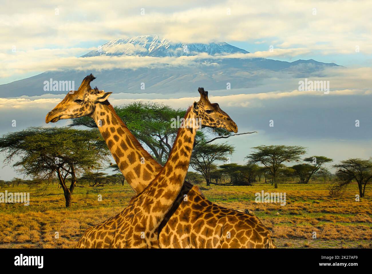 Giraffe in mud hi-res stock photography and images - Alamy