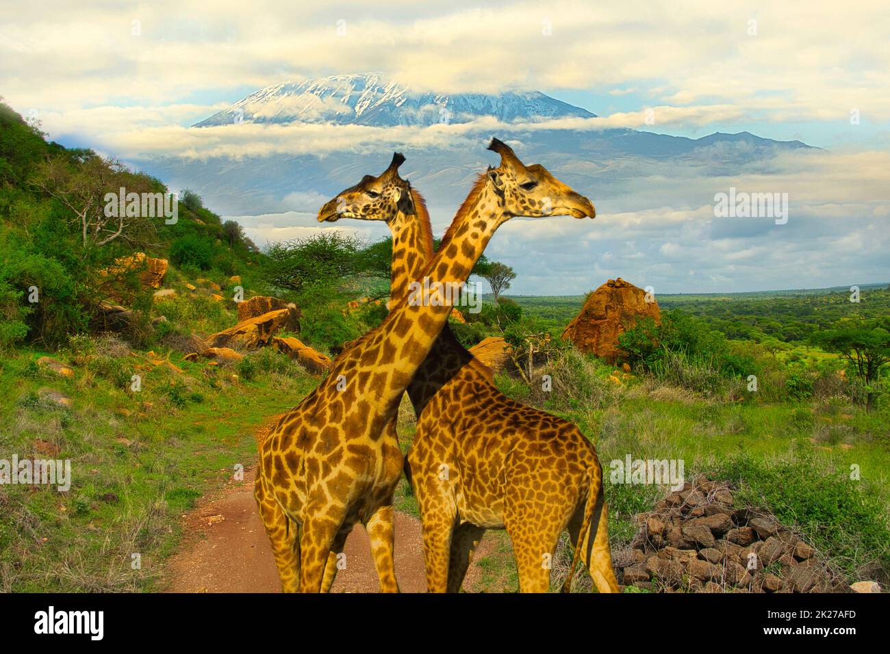 Giraffe in mud hi-res stock photography and images - Alamy