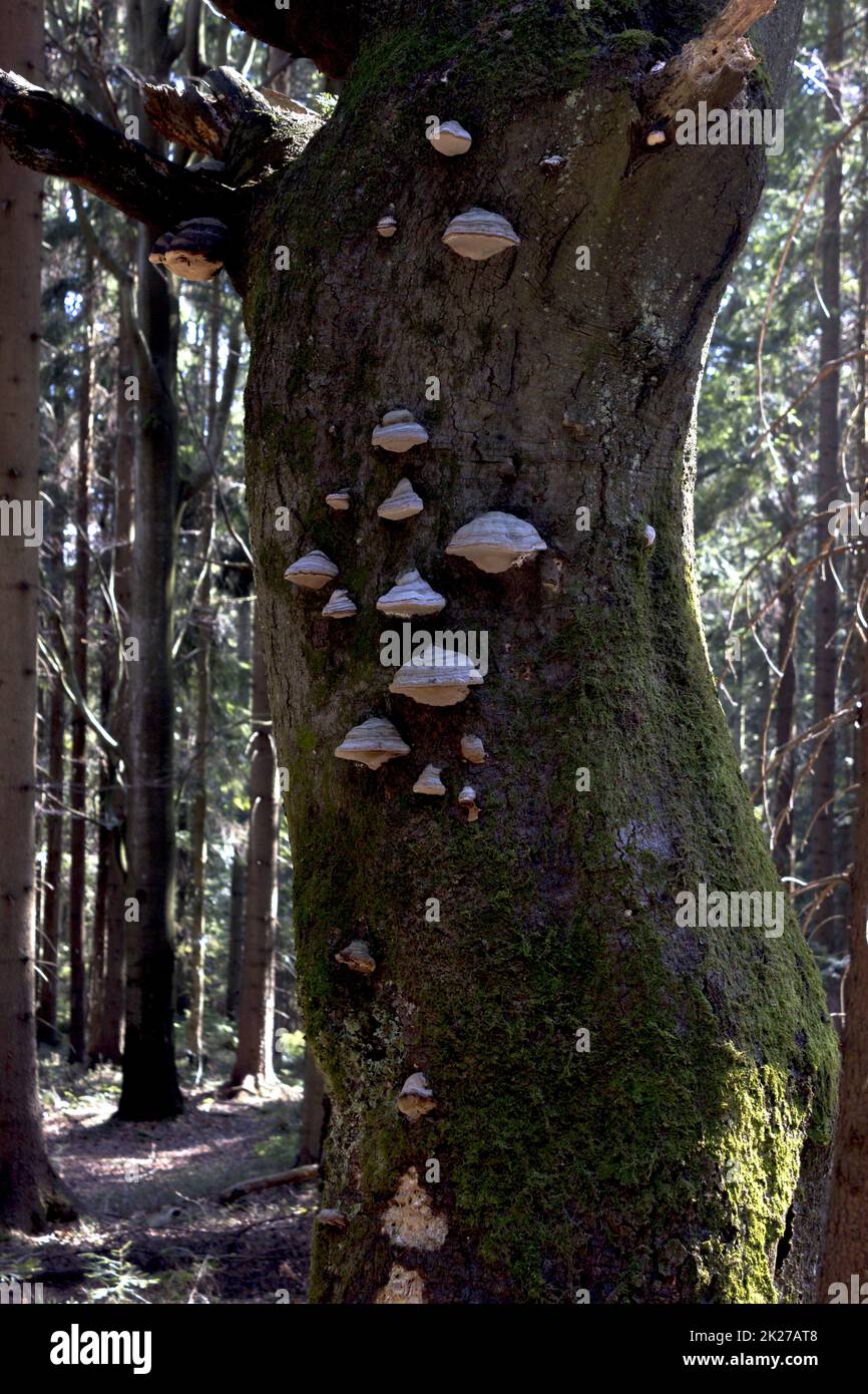 Trees covered with mushrooms Stock Photo - Alamy