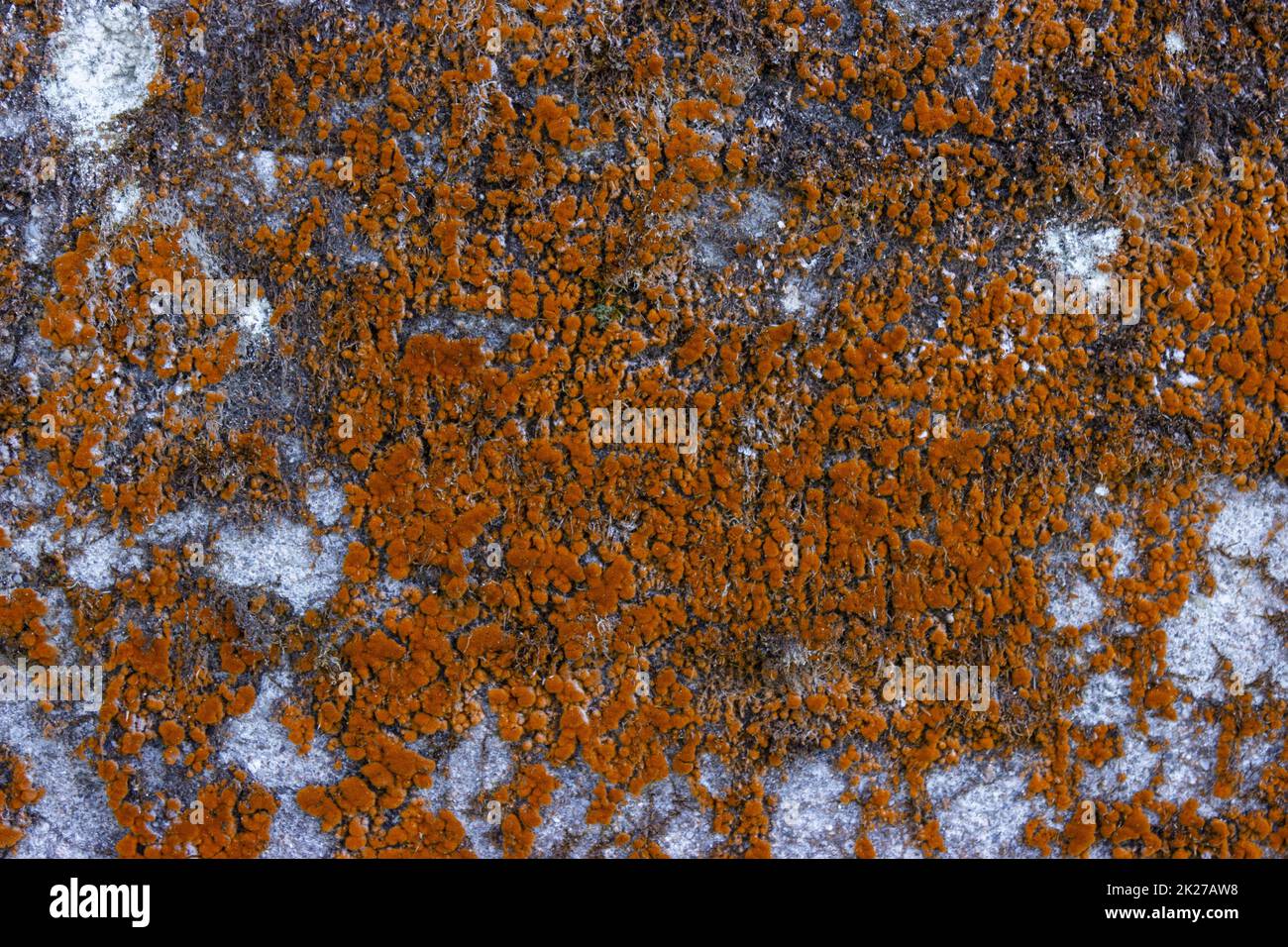 Golden moss hi-res stock photography and images - Alamy