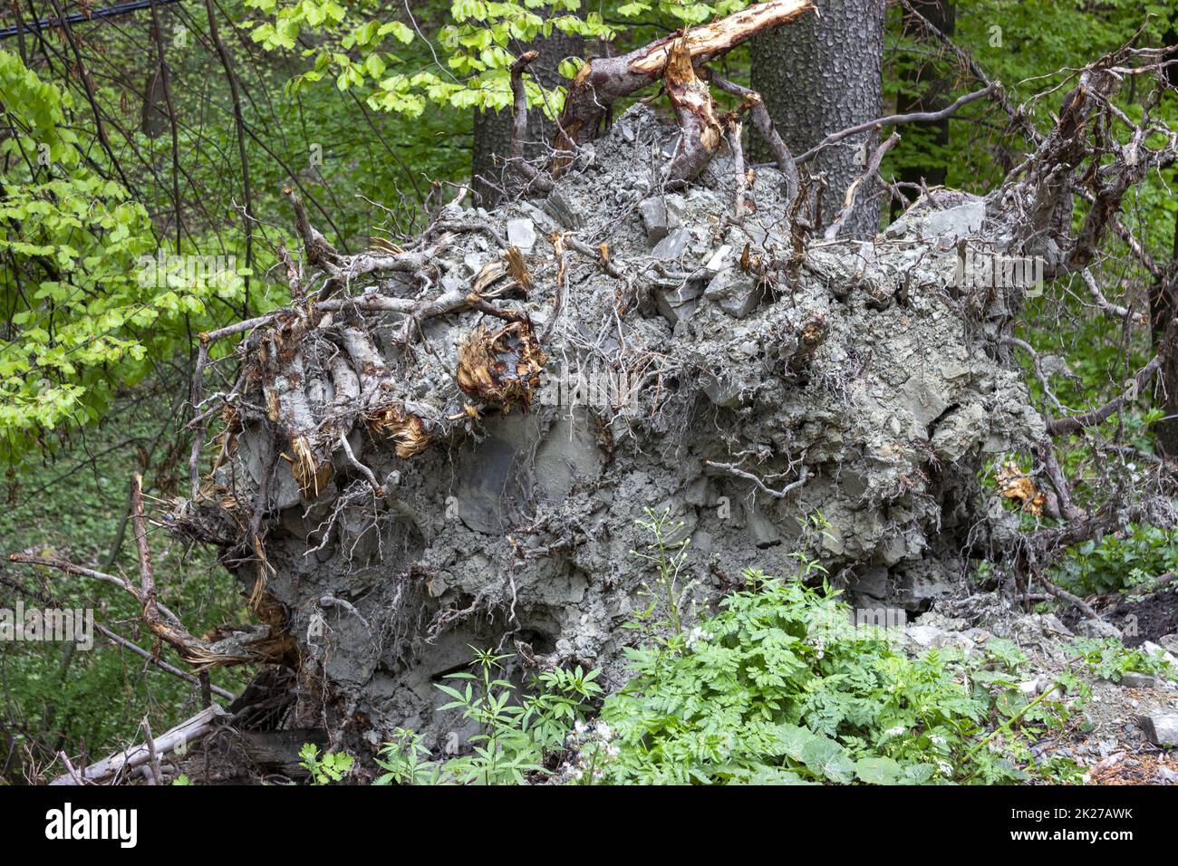 Detail of an uprooted tree with roots and clay Stock Photo - Alamy