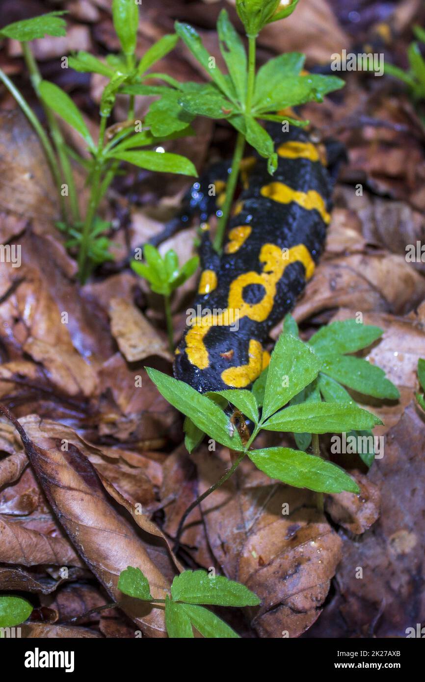 Order urodela hi-res stock photography and images - Alamy