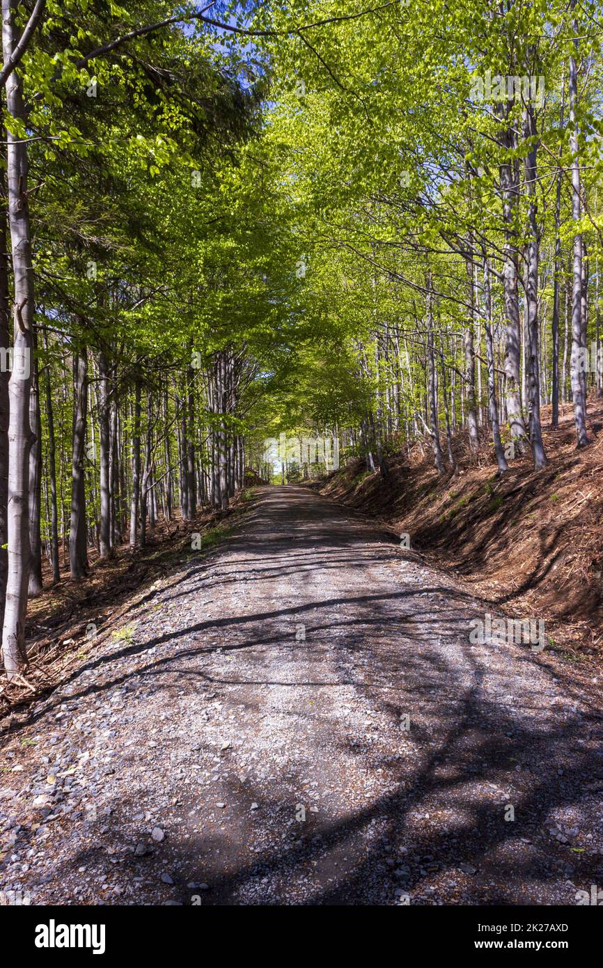 Sunlit stone path in hi-res stock photography and images - Alamy
